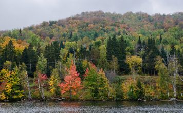 Identifier les arbres et les arbustes du Québec – Les conifères | Où ...