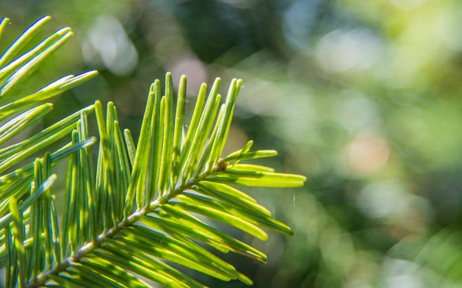 Identifier les arbres et les arbustes du Québec – Les conifères | Où ...