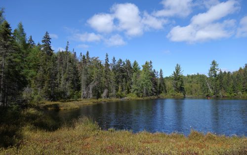 Identifier les arbres et les arbustes du Québec – Les conifères | Où ...