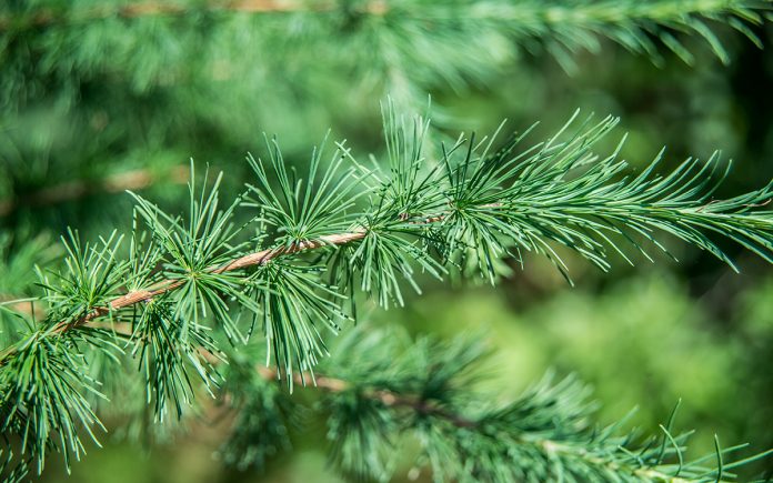 Identifier les arbres et les arbustes du Québec – Les conifères | Où ...