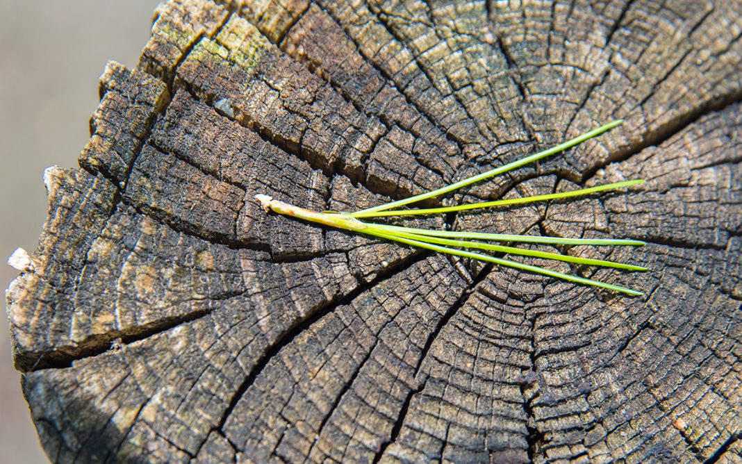 Identifier les arbres et les arbustes du Québec – Les conifères | Où ...