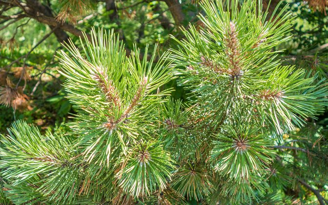 Identifier les arbres et les arbustes du Québec – Les conifères | Où ...