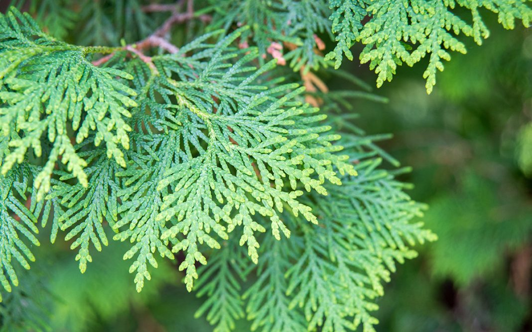 Identifier les arbres et les arbustes du Québec – Les conifères | Où ...
