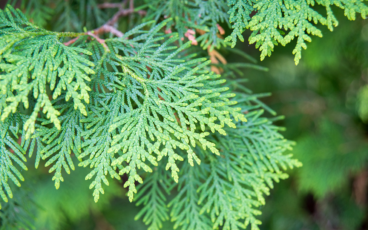 Identifier les arbres et les arbustes du Québec – Les conifères | Où ...