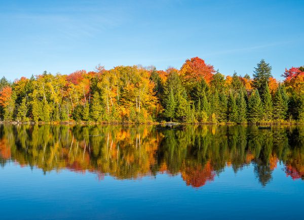 Identifier les arbres et les arbustes du Québec – Les érables | Où ...